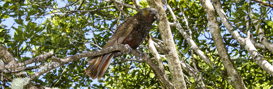 Pūkaha National Wildlife Centre (New Zealand) | Stephen Travels